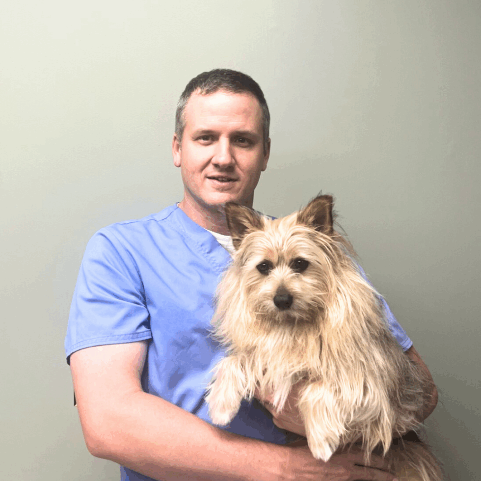 Wendell Animal Hospital | Veterinary Hospital | Dogs Cats Exotics